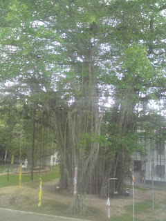 Ficus benghalensis(nuga tree) | LANKA SRI NATURE