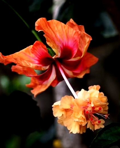 DI UJUNG ISLAM: Bunga Raya - Bunga Kebangsaan Malaysia