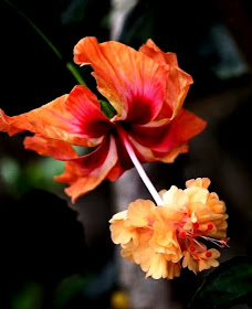 Bunga Raya - Bunga Kebangsaan Malaysia - Relaks Minda