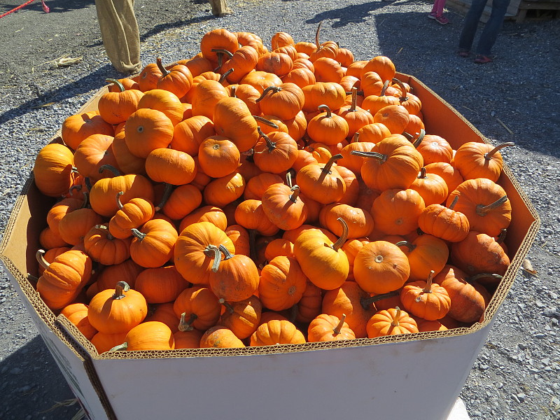 Bubbles & Pumpkins - The Blondissima