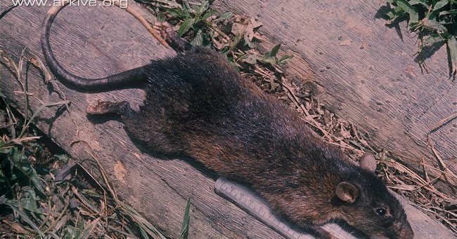 Laberinto en extinción: Rata gigante cola larga de Mentawai ...