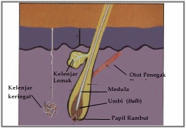Bagian – Bagian Rambut | Tips Merawat Rambut