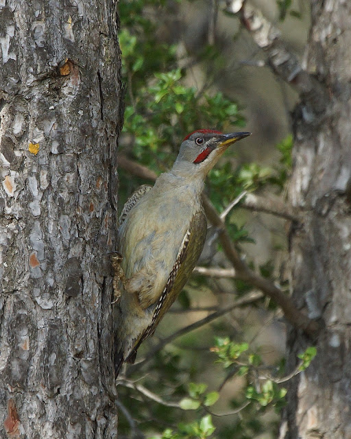 Pasión por las aves: Pito real.(Picus viridis)