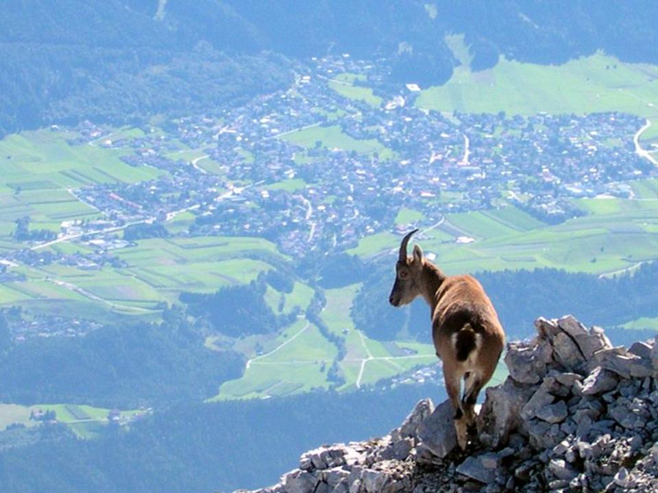 CLASA NOASTRĂ: [ FOTO ] CAPRA DE MUNTE