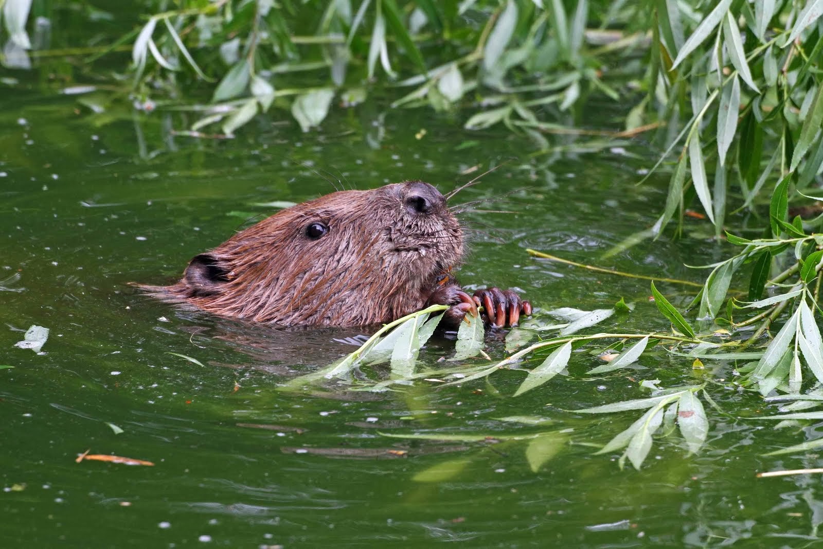 Wildwood Trust: Beaver & rewilding are the answer to the UK's flooding ...