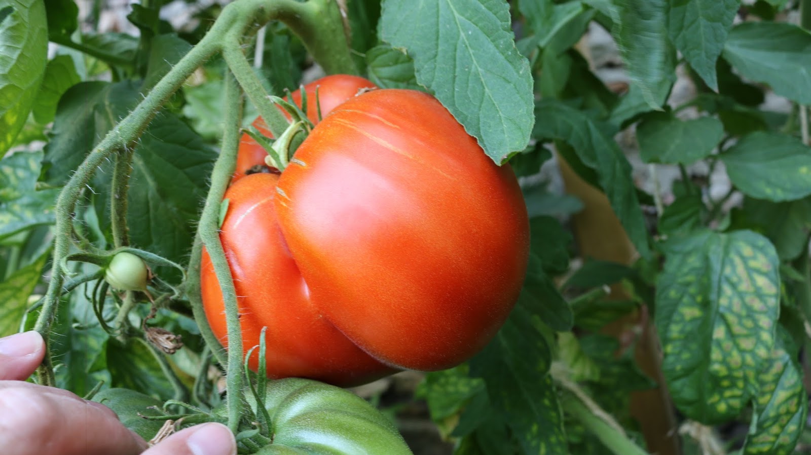 Le potager familial bio: Objectif: 50 kg de tomates bio sur 5,4 m²
