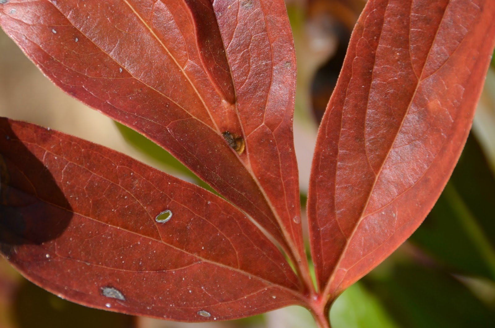 Southern Peony: 2015 Beautiful Fall Peony Foliage Colors