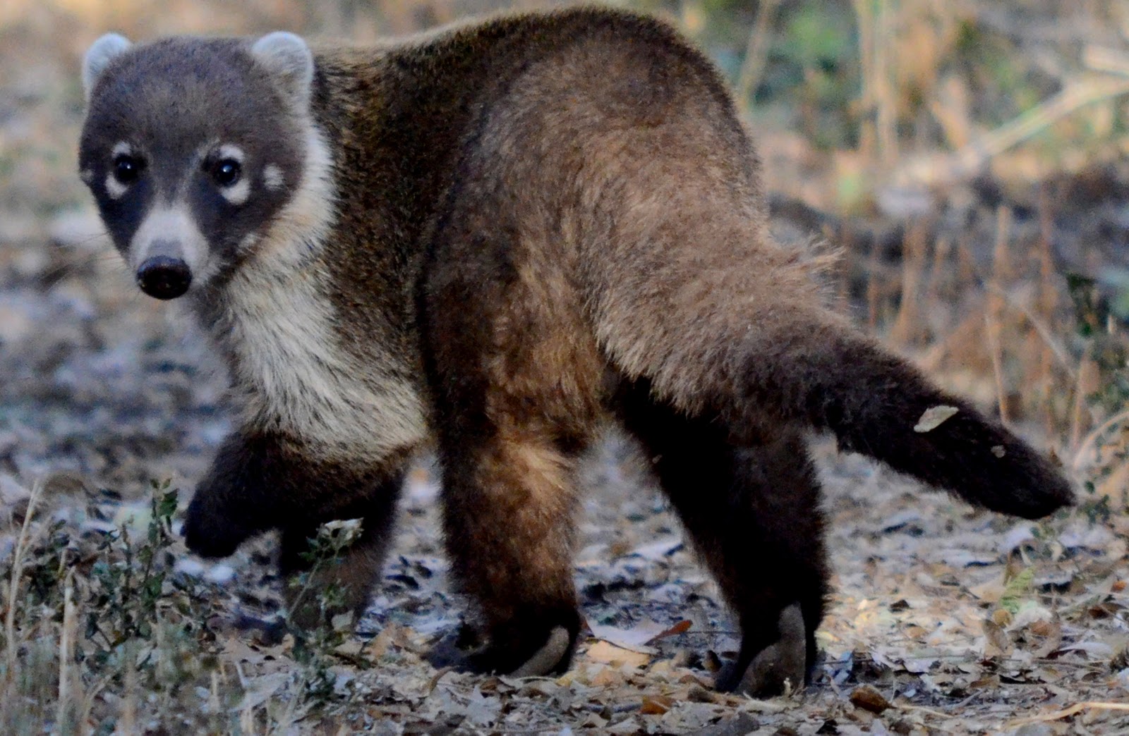 QuiltinCats: What is a White-Nose Coatimundi? (Patagonia, AZ)