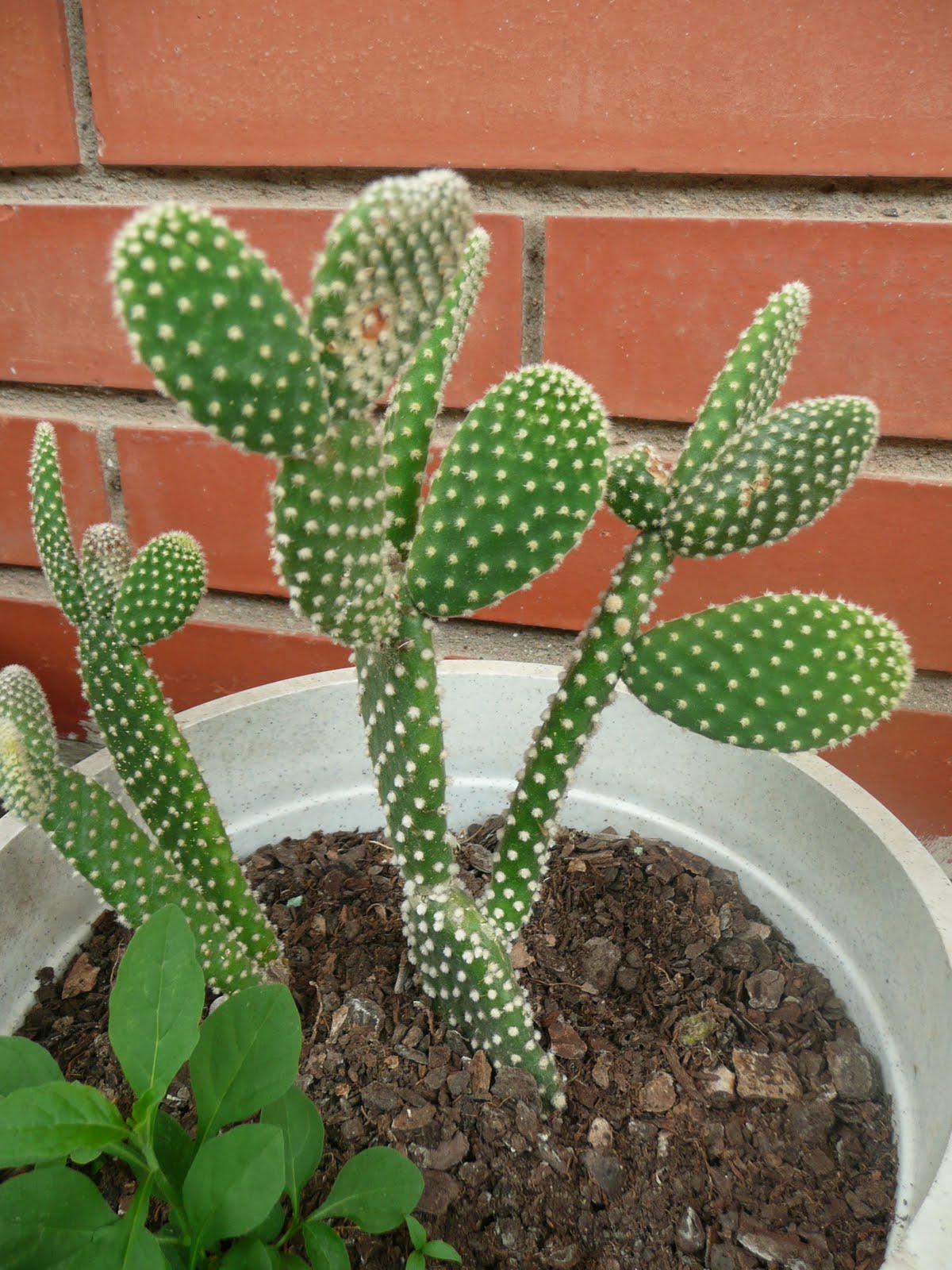 Cáctus y plantas de María: Colección de cáctus de Francisca Álvarez