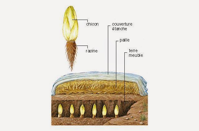 Seminte si plante de gradina hobby: Andiva-Cicoare Witloof