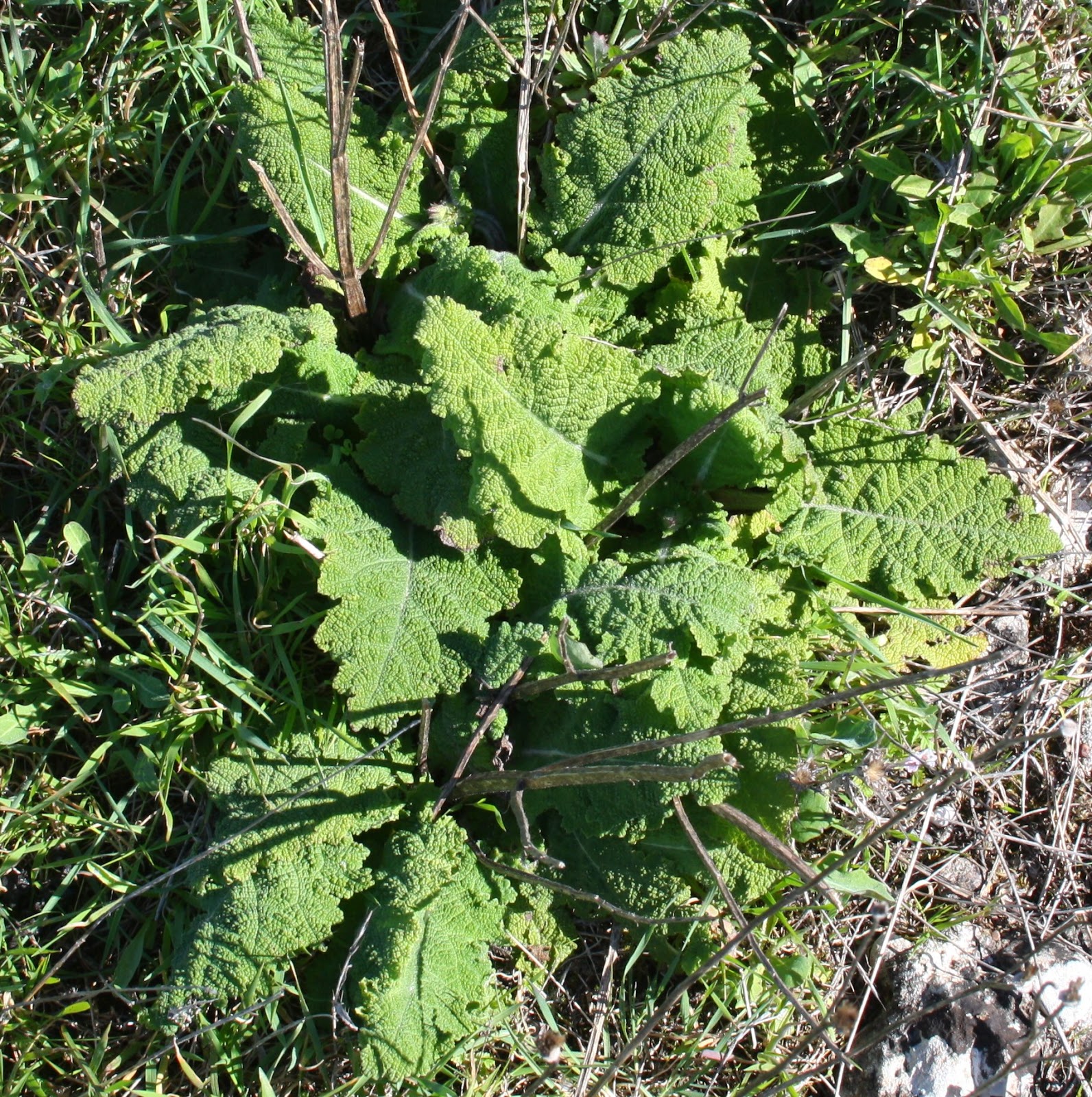 Plantas: Beleza e Diversidade: Salva-do-sul (Salvia sclareoides)