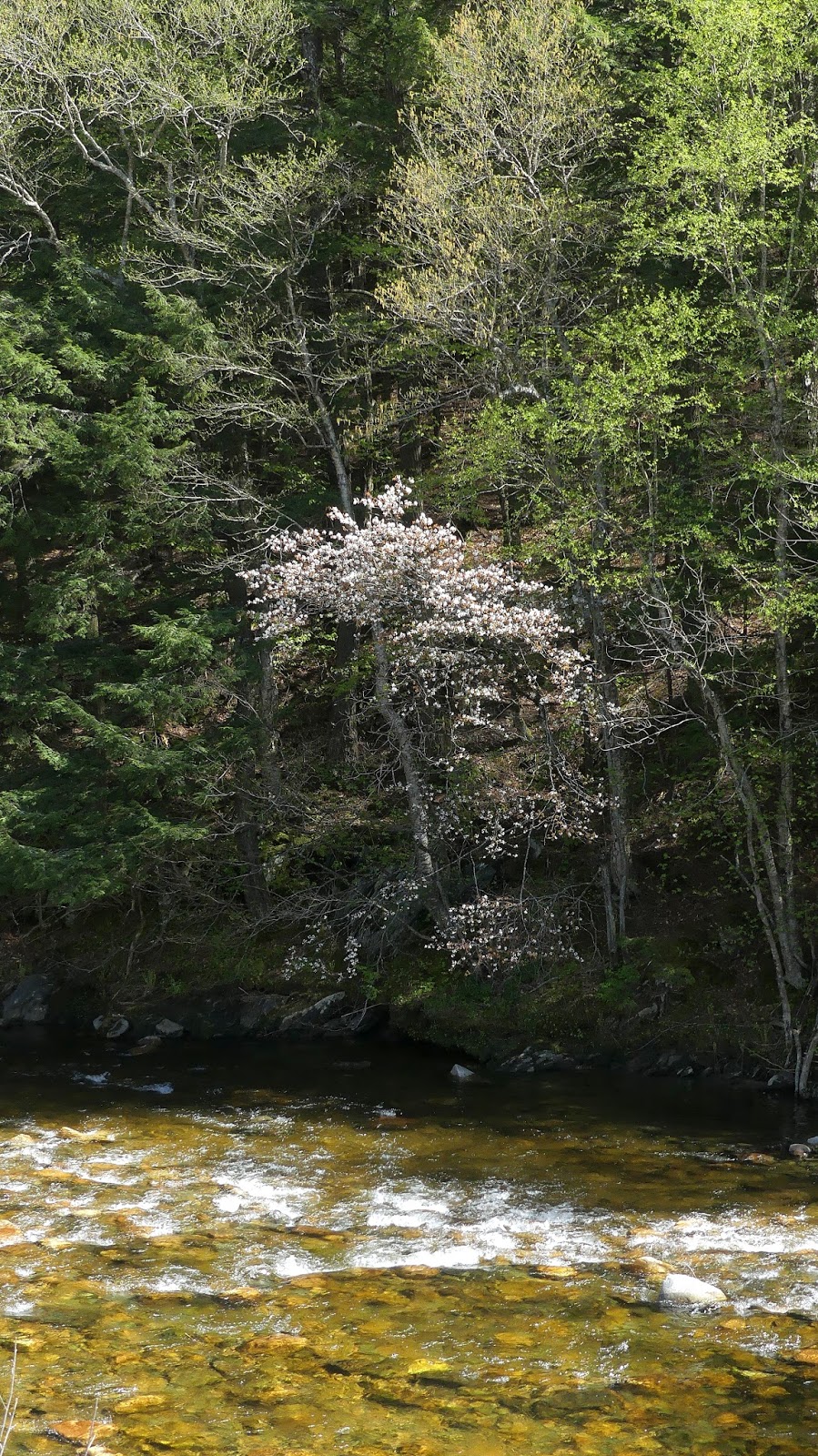 New England Forests: Spring Trees Glowing in New England