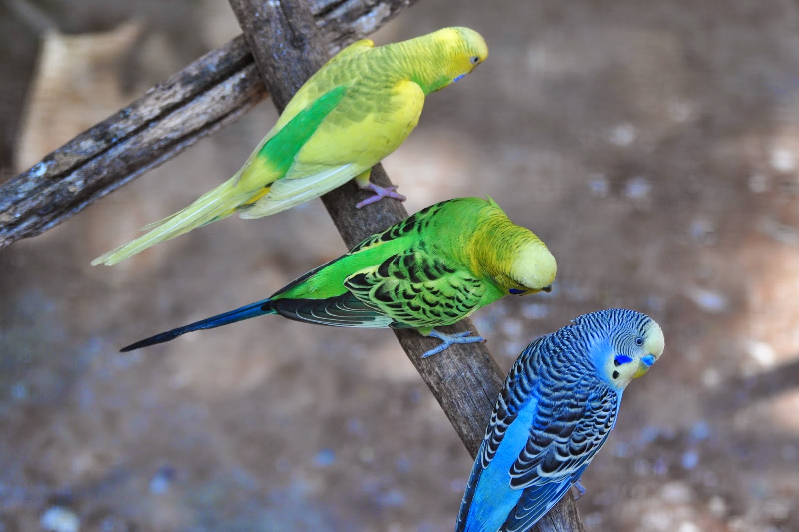 ZOOTOGRAFIANDO (6.100 ANIMALS): PERIQUITO COMÚN / BUDGERIGAR ...