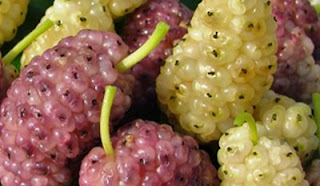 Dud ubrzava oporavak nakon operacije – Biljna Ljekarna