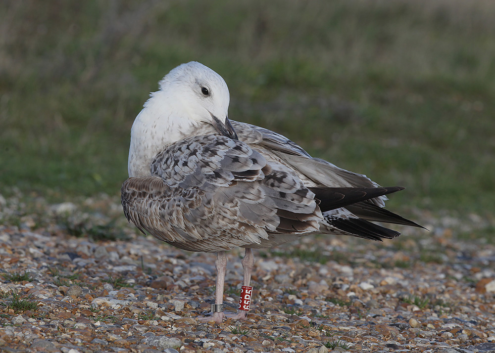 Richard Smith - Birdwatching Days Out: CASPIAN GULL, 1st winter, Red ...