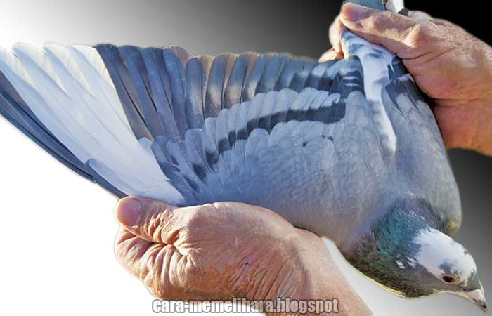 Mengetahui Umur Merpati Dari Moulting Sayap Primer