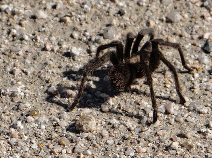 Postcards from Idyllwild: Discovering Zzyzx in the Mojave Desert