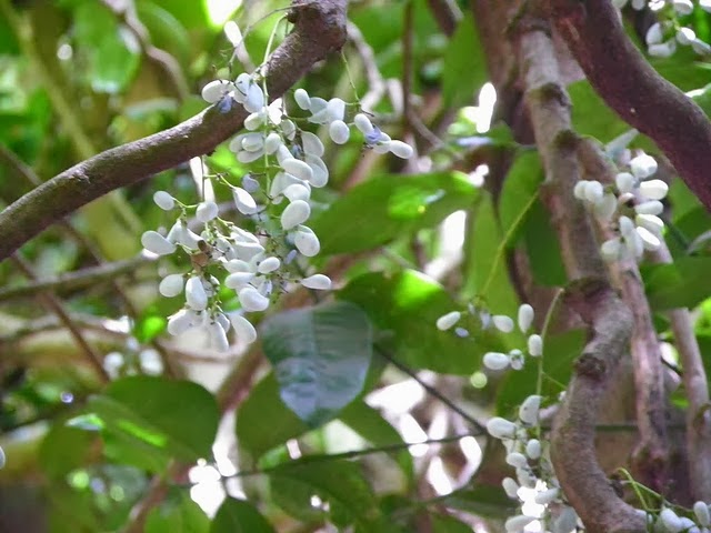 Spice of Life!: Sacred Groves (Devrai)