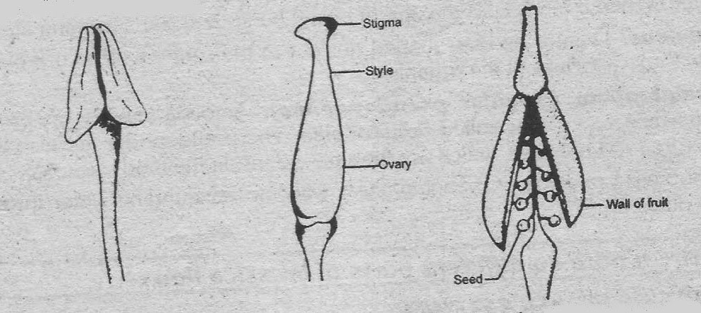 Notes Guide Book: Write a note on different parts of brassica flower.