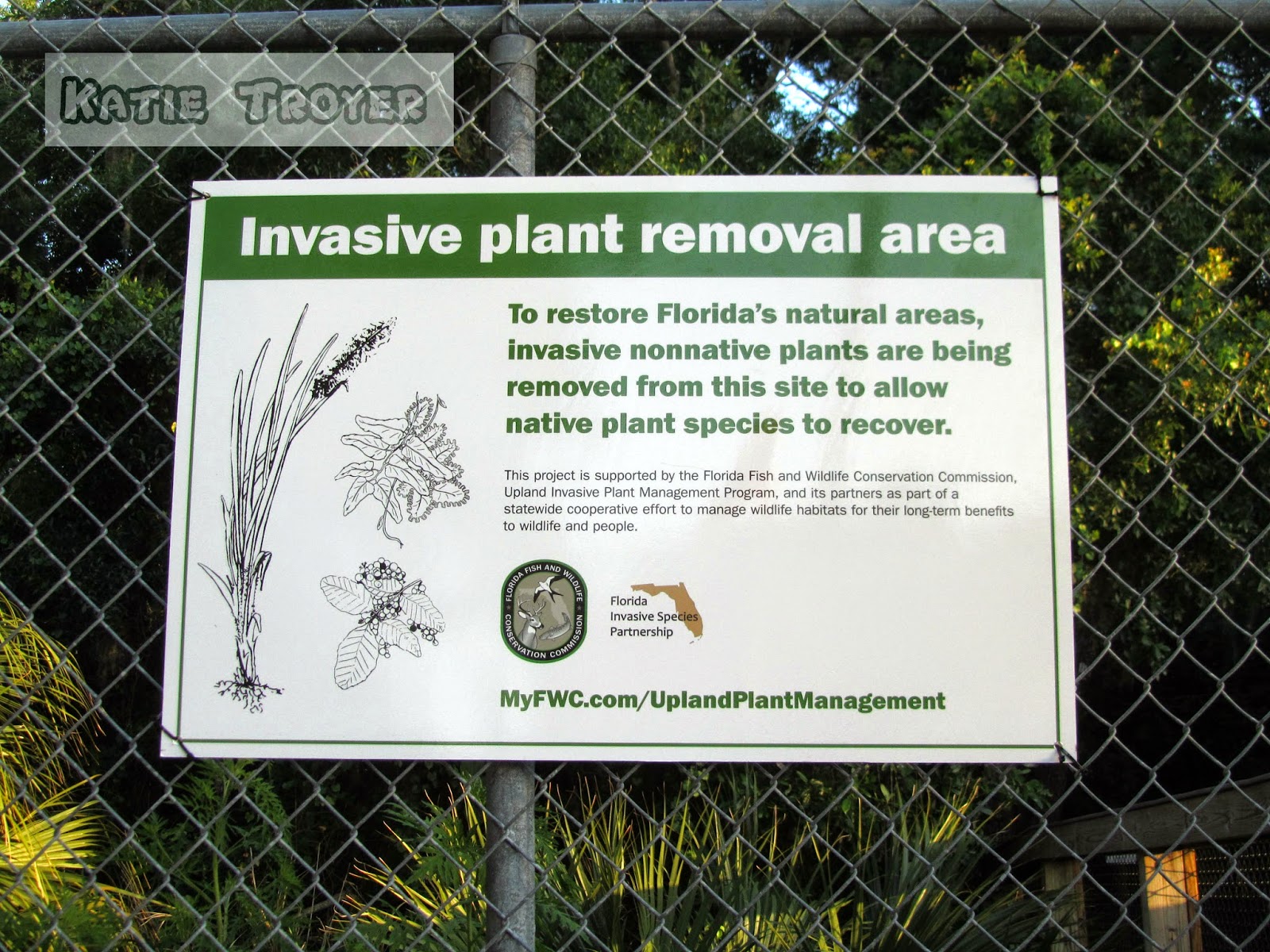 Project 365: Year 3, Day # 252 - Invasive Plants