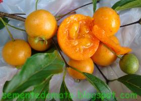 Semente do Mato: 15 Sementes de Guaviroveira