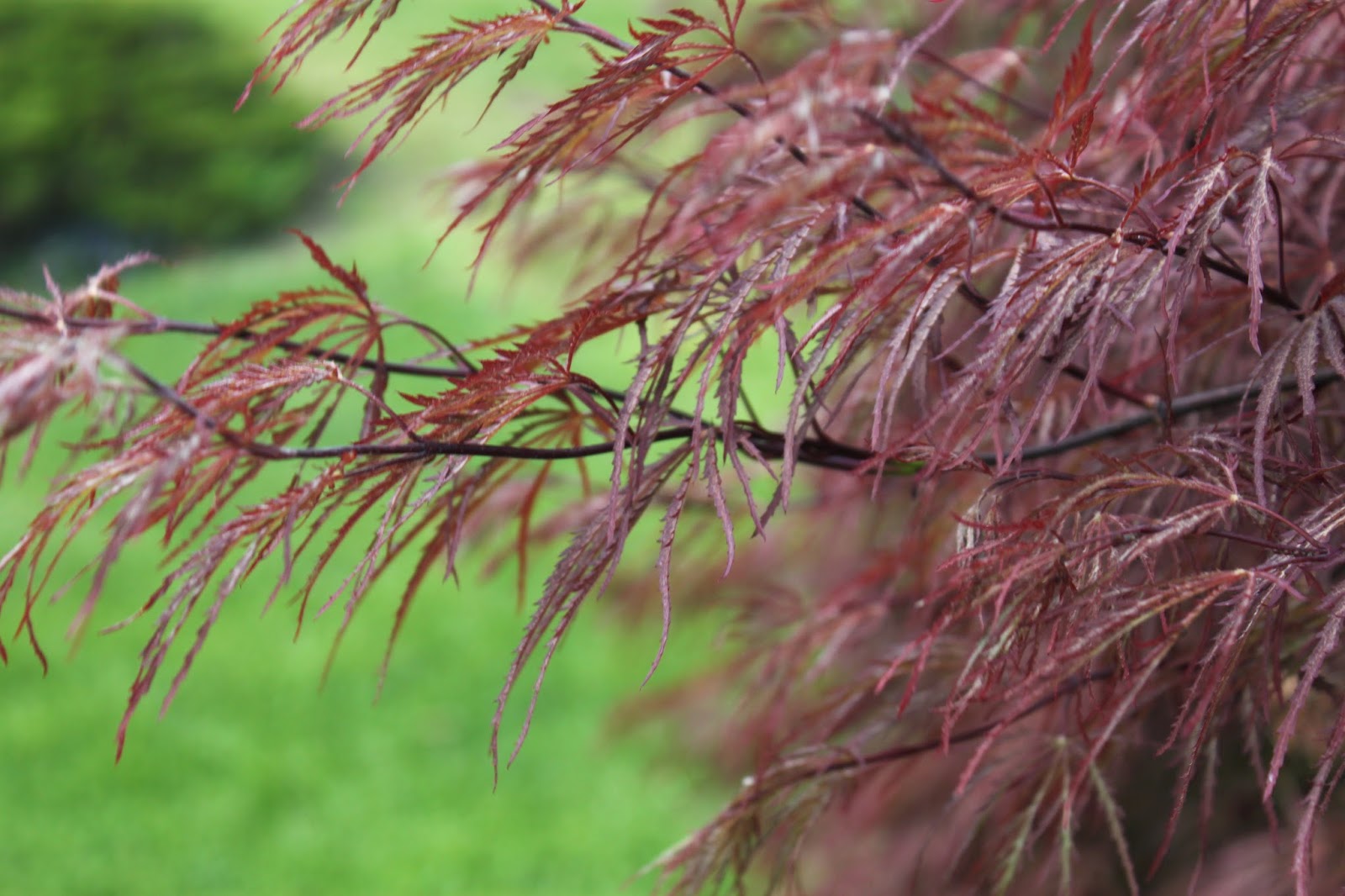 Pat's Addition: In The Garden...Red
