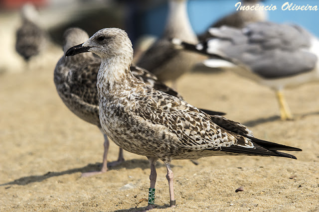 Birds of Portugal: Gaivota-de-patas-amarelas / Yellow-legged Gull ...