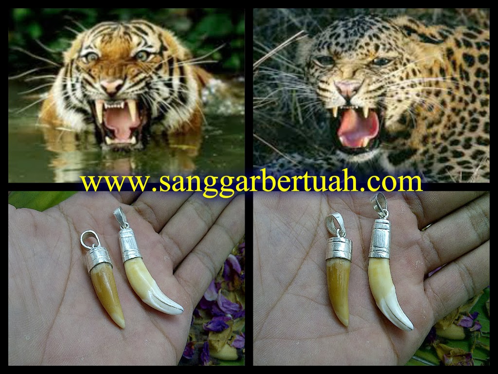 Istana Ababil: TARING HARIMAU - SIUNG MACAN