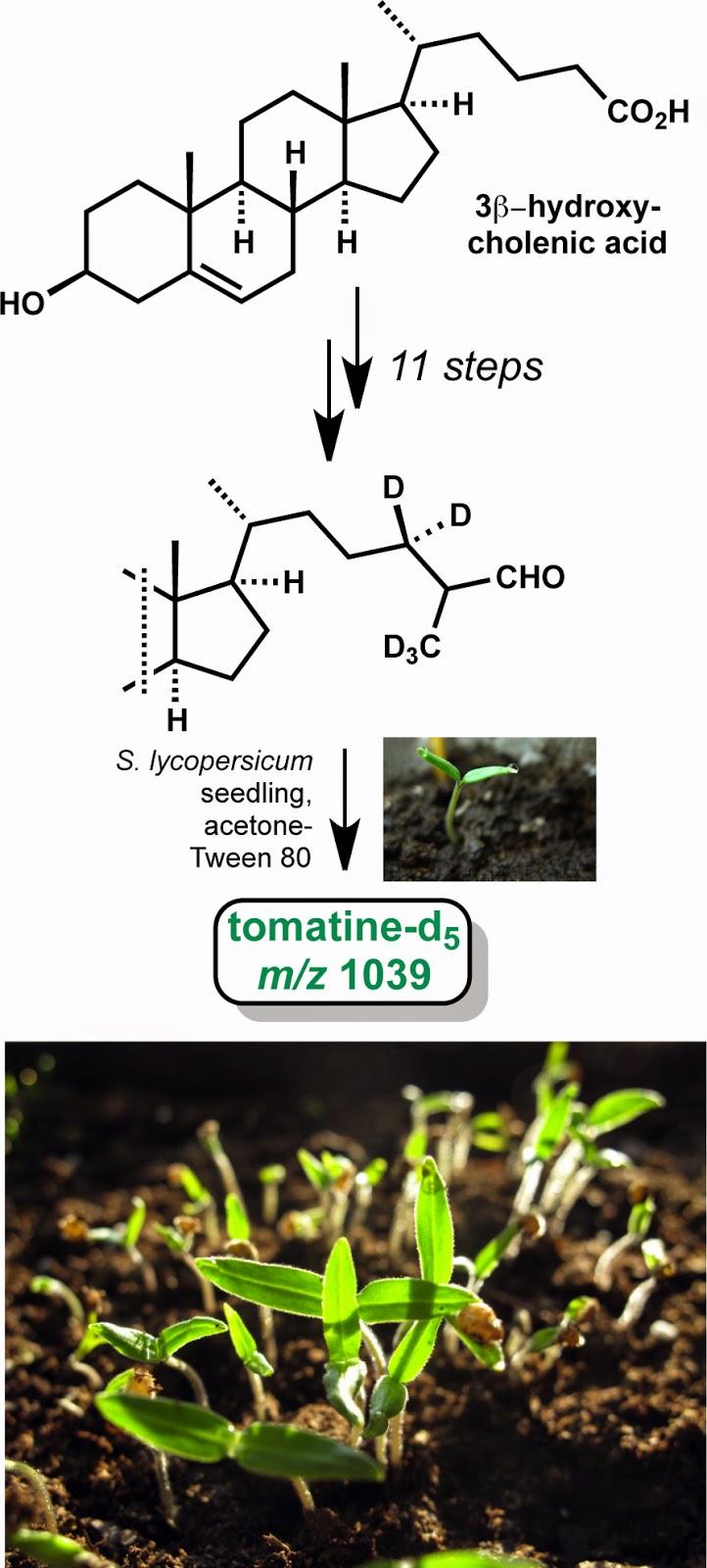 modern steroid science: Tomato Steroidal Glycoalkaloids: Biosynthesis ...