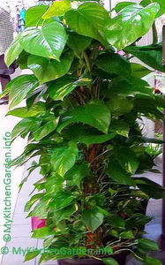 Money Plant : How to Grow and Care For Money Plant