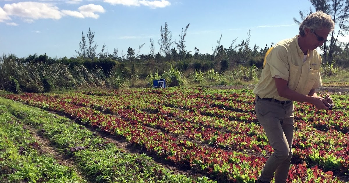 Rosemary's Sampler: Field to Fork Community Farm, Nassau, Bahamas