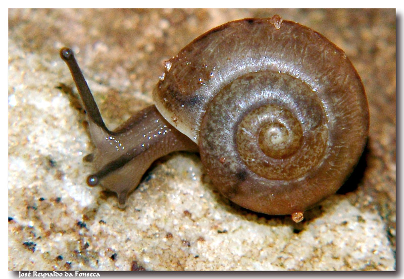 ...JOTA JOTA DEDETIZADORA...(41) 3253-5566: LESMAS - CONHECENDO UM ...