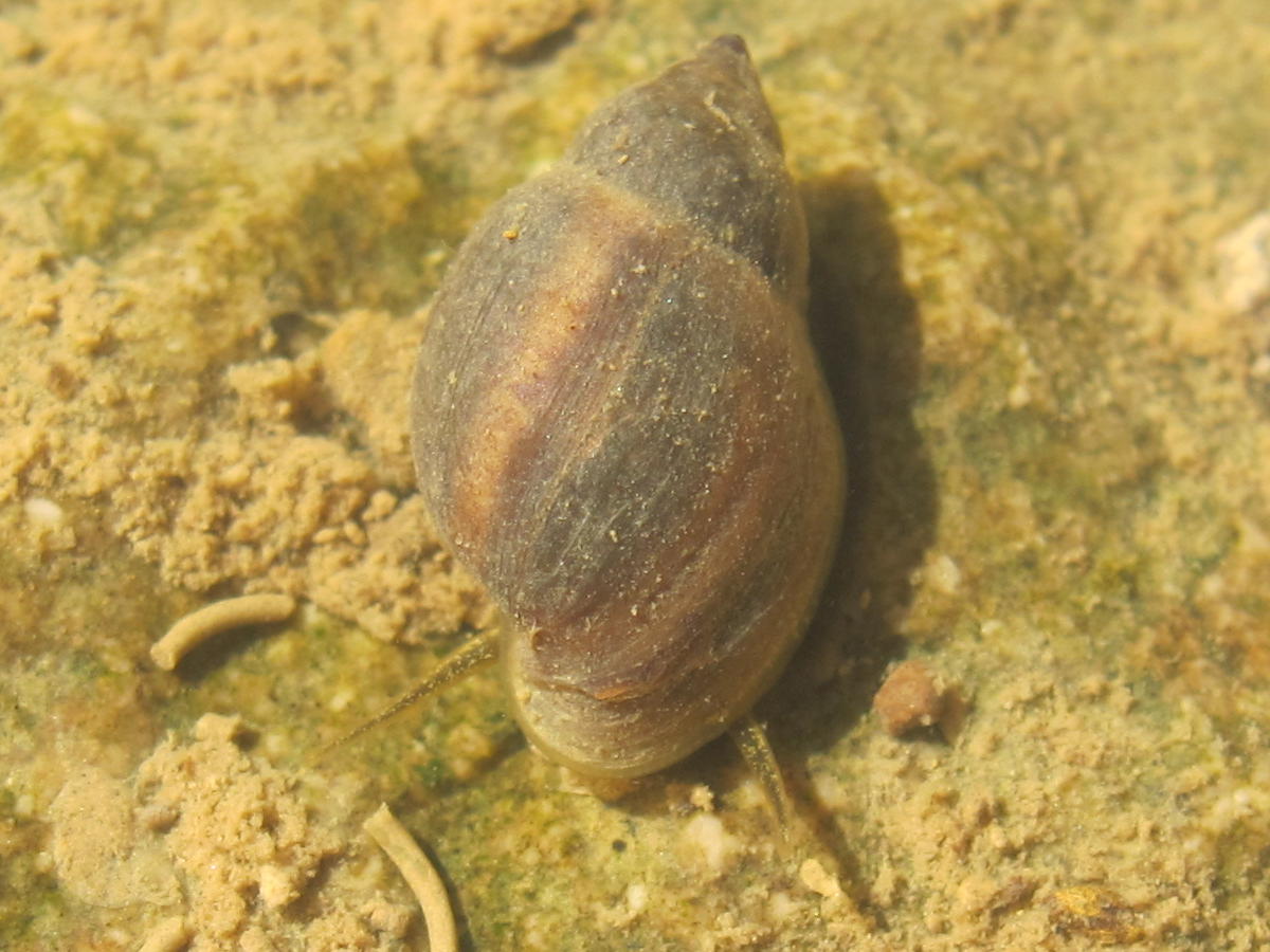 Blue Jay Barrens: Creek Creatures