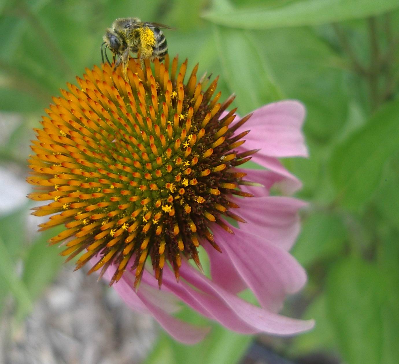 Little City Farm: How do bees carry pollen?