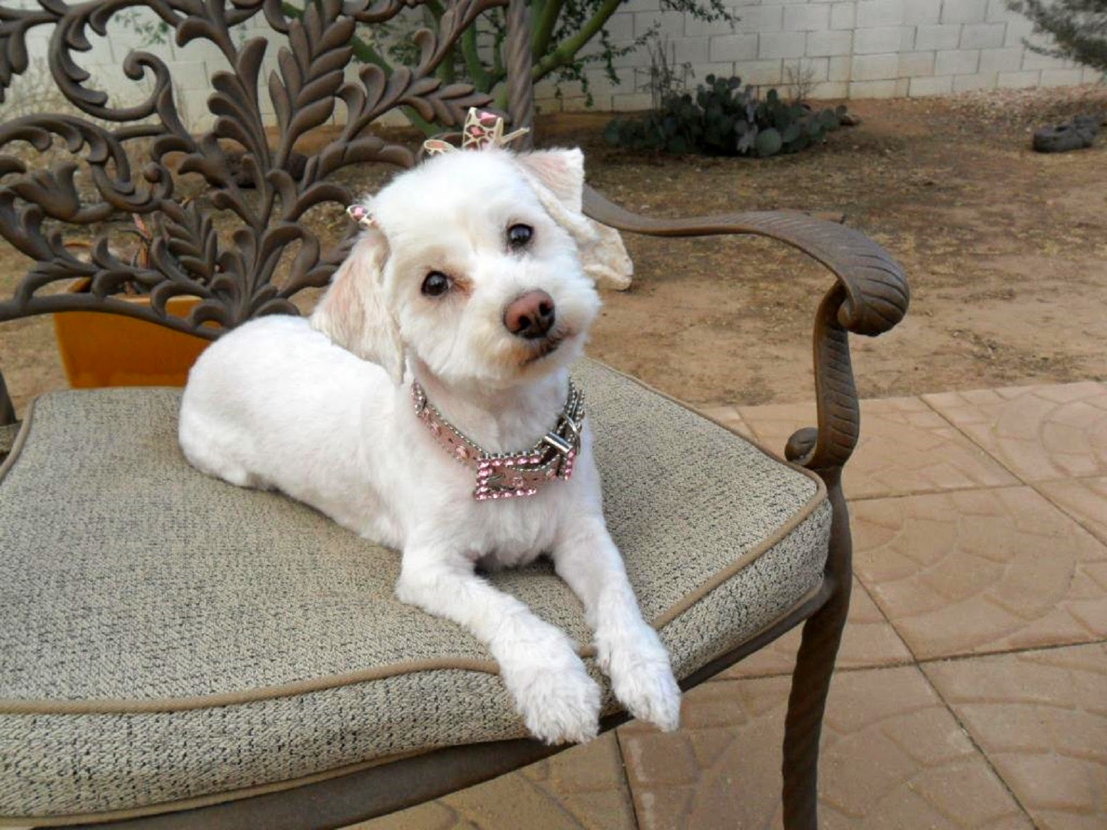 Dogs Luv Us and We Luv Them: FIND YOUR NEW BEST FRIEND AT A PETSMART ...