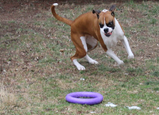 Dog Madness: Puller An Unique Interactive Training Device For A Healthy ...