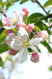 Green Girly: Zone 3 Gardening: Prairie Magic Apple Tree