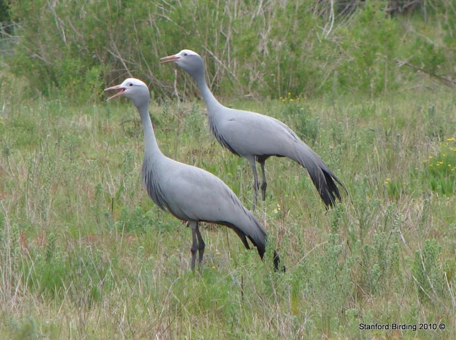 Blue Crane Bird Facts And Pictures | All Wildlife Photographs