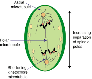 Biology: Mitosis