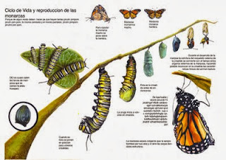 proceso de la fotosintesis de la mariposa