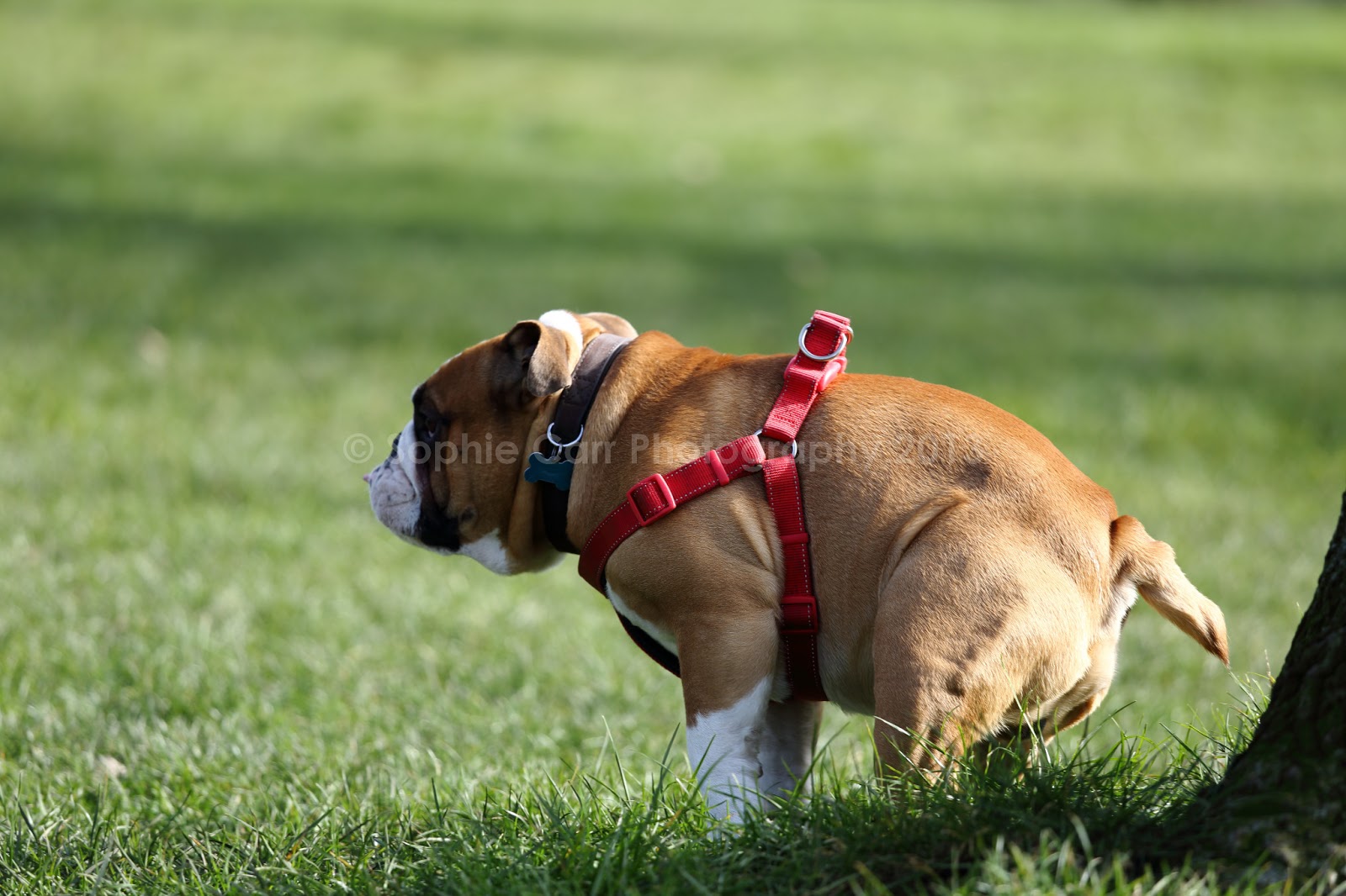 Sophie Carr's Dog Blog: Dog Poo: Bag it and Bin it People!