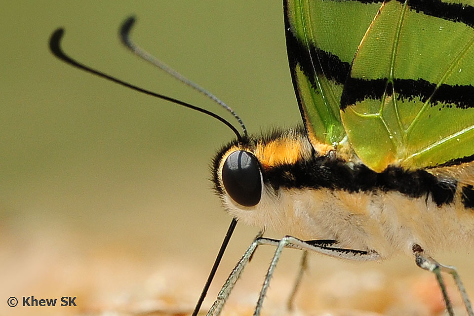 Butterflies of Singapore: The Butterfly Labial Palps