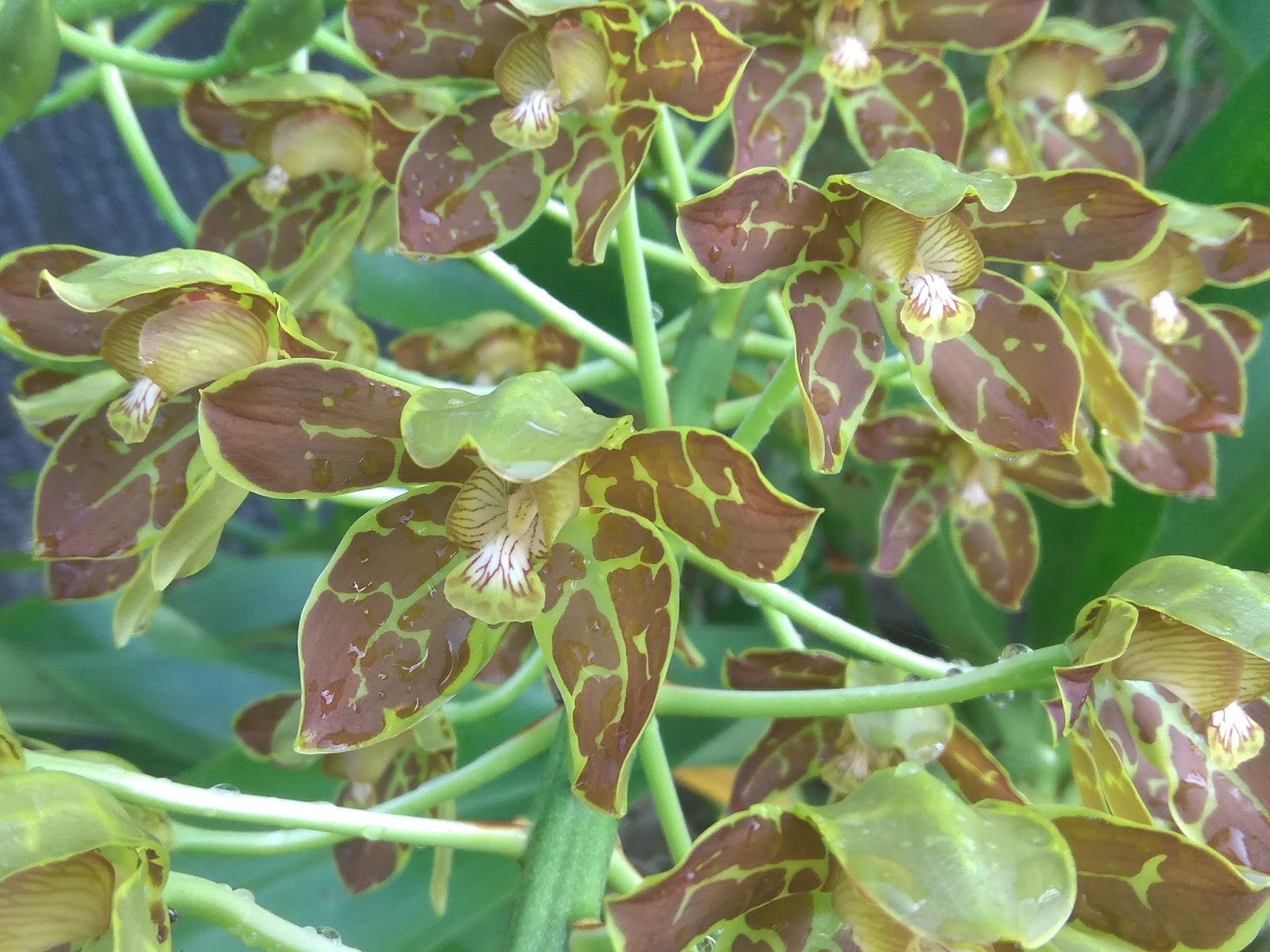 Desaku Permai: The tiger orchid, Grammatophyllum scriptum blooms again