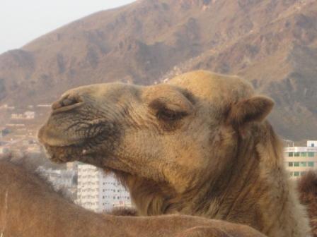 Camels for treating Autism
