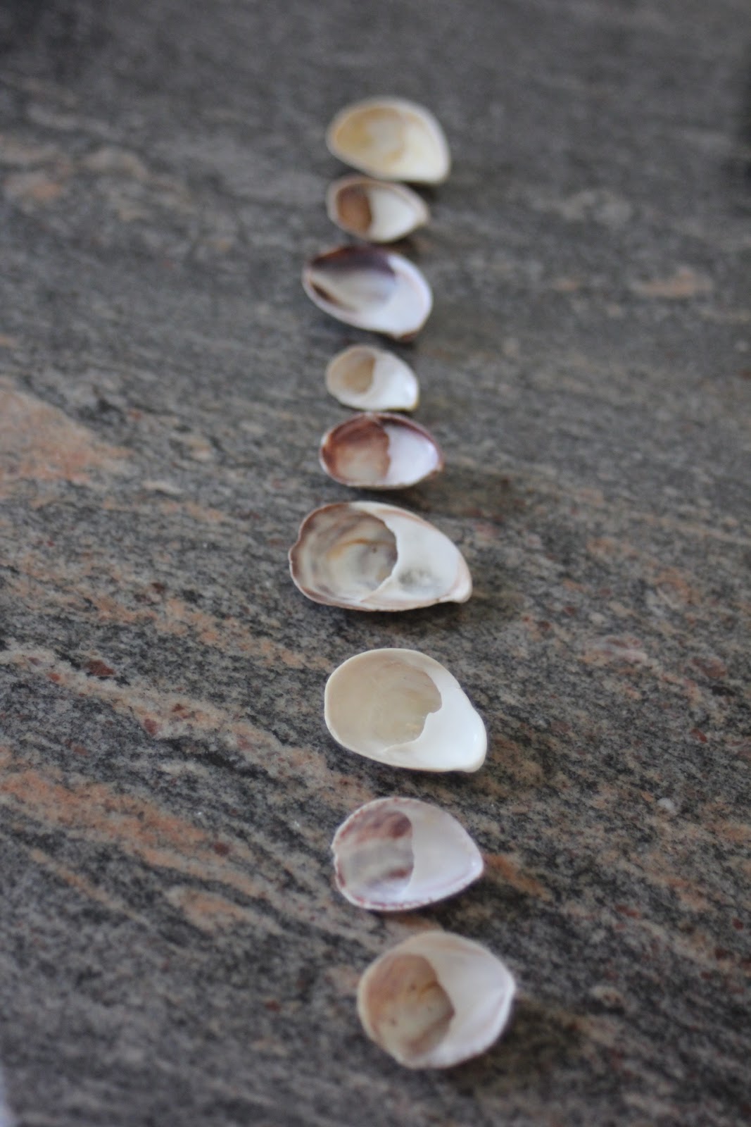 Birds, Butterflies and Sunsets: Slipper Shells for Blanche