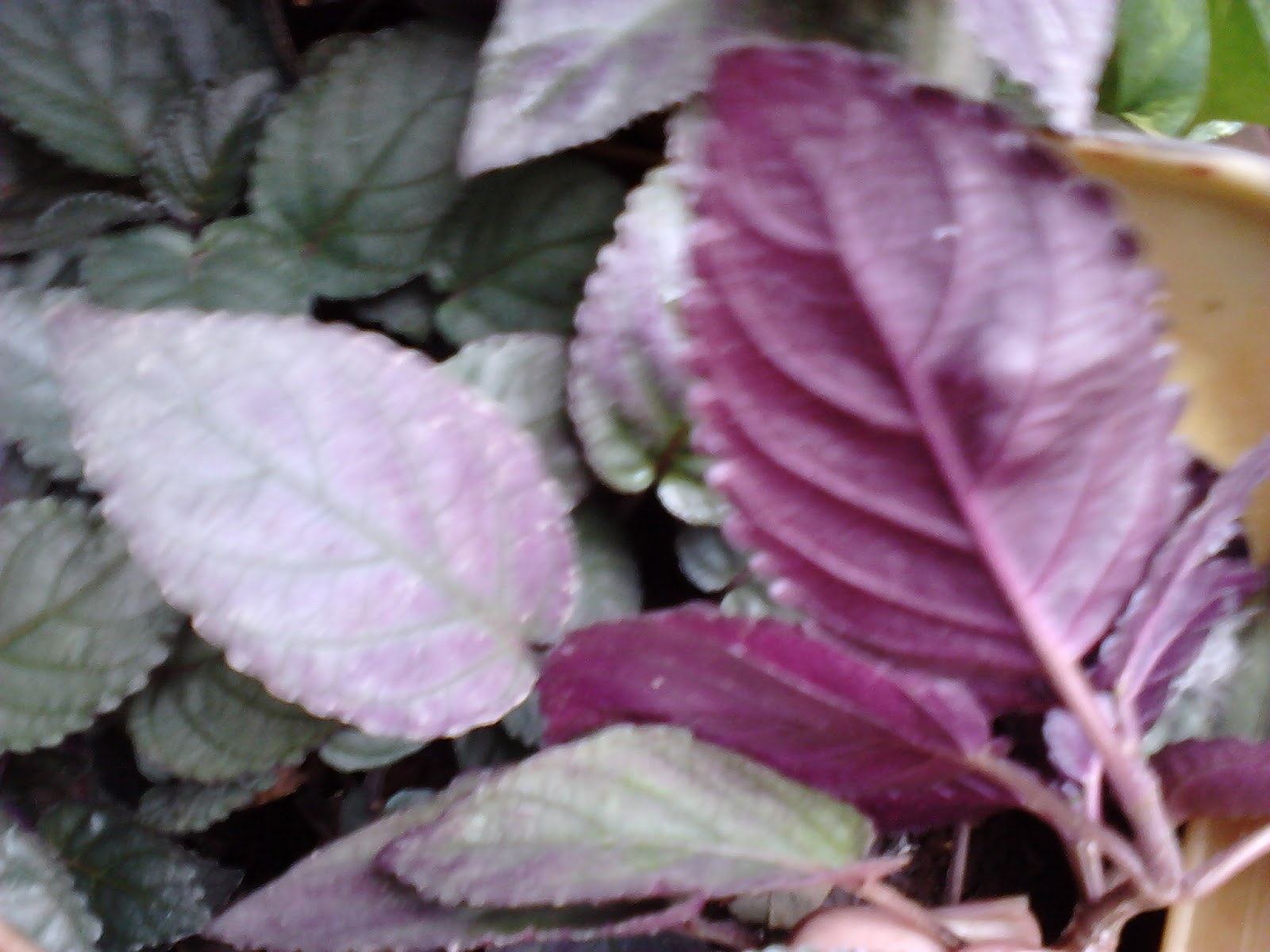 Garden Care Simplified: Purple Copper Leaf Plant Metallic Leaves Good ...