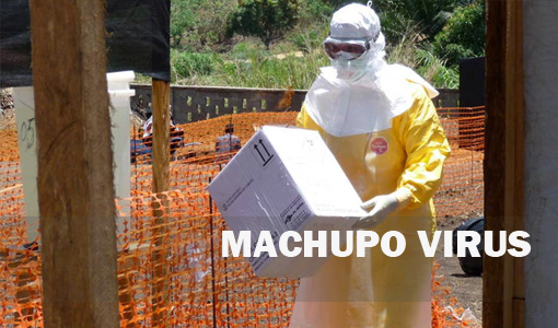 Virus Machupo ~ MEDIA PHARMA INDONESIA