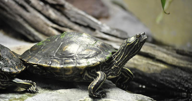 ZOOTOGRAFIANDO (6.100 ANIMALS): TORTUGA MAPA AMARILLA (Graptemys ...