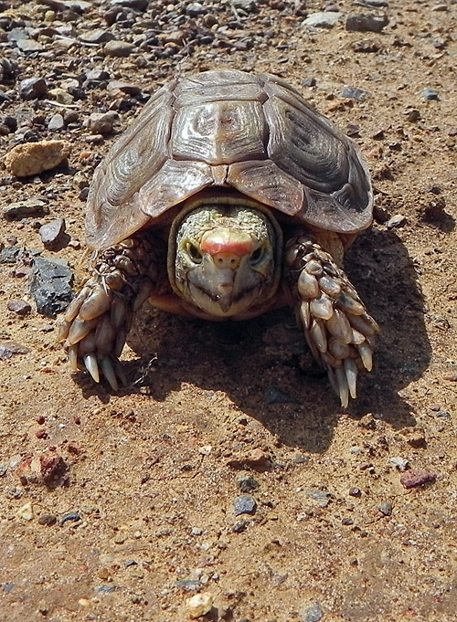 Remote Camera Trap - South Africa: Some Tortoises And Birds