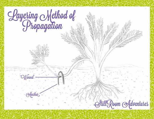 Propagation